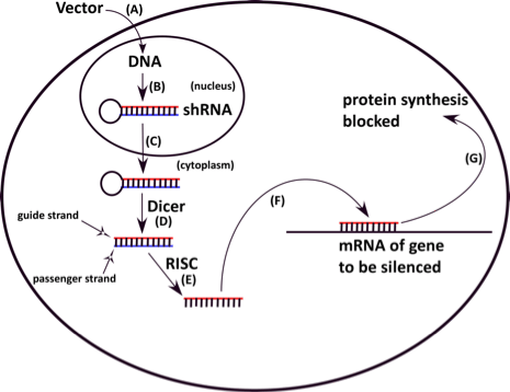 A Computational Strategy for Effective Gene Silencing through siRNAs ...