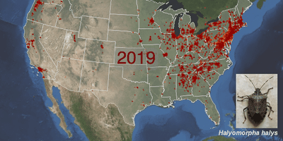 Invasion of the Stink Bugs: 20 Years of Marmorated Mayhem in One Map ...